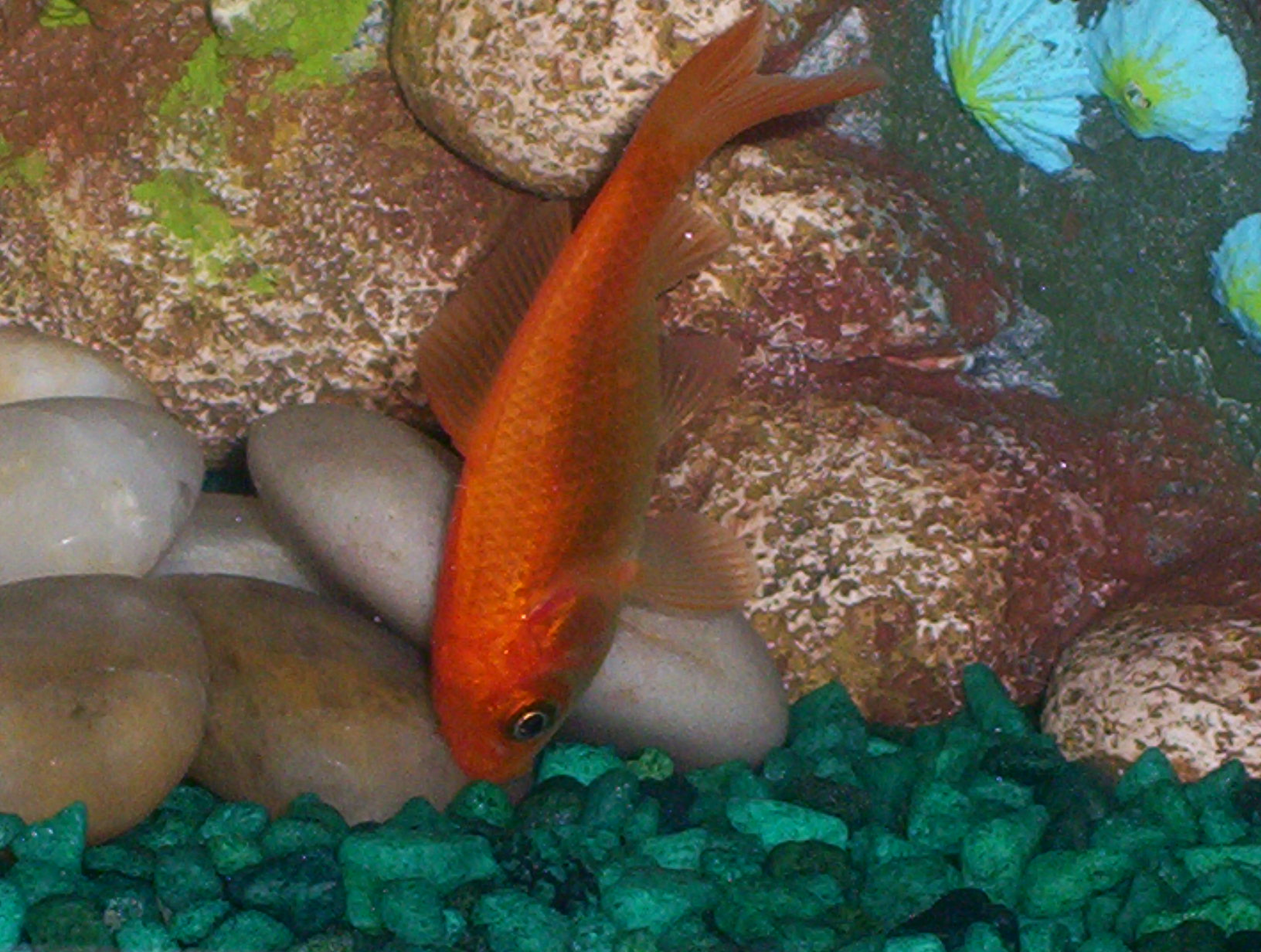 She now boldly forages freely in the open. Genie is my nephew's fish ...